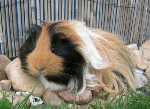 Rasy morčat :: MORČECÍ PORADNA